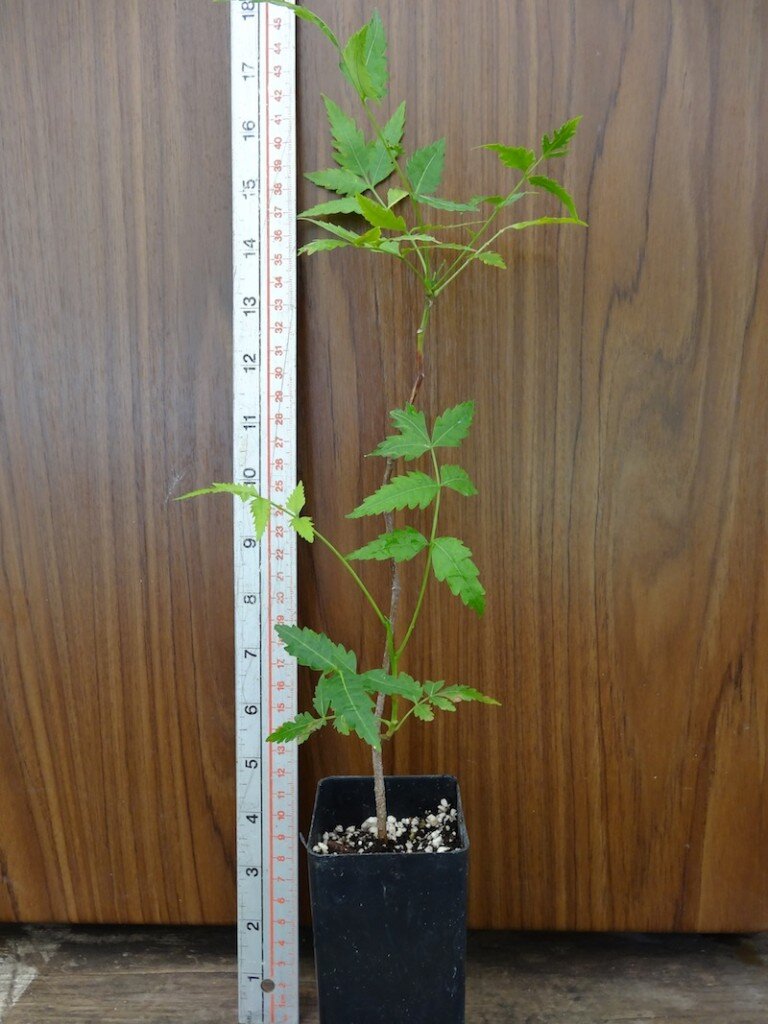 Properties Of Neem Tree Leave: Antibiotic And Antiviral